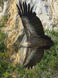 Die Gänsegeier von Plavnik und Cres – MareMundi