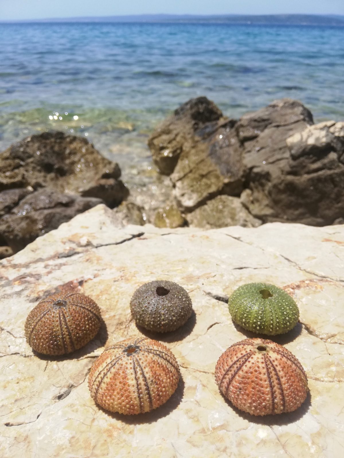 Seeigel – eine Hassliebe – MareMundi