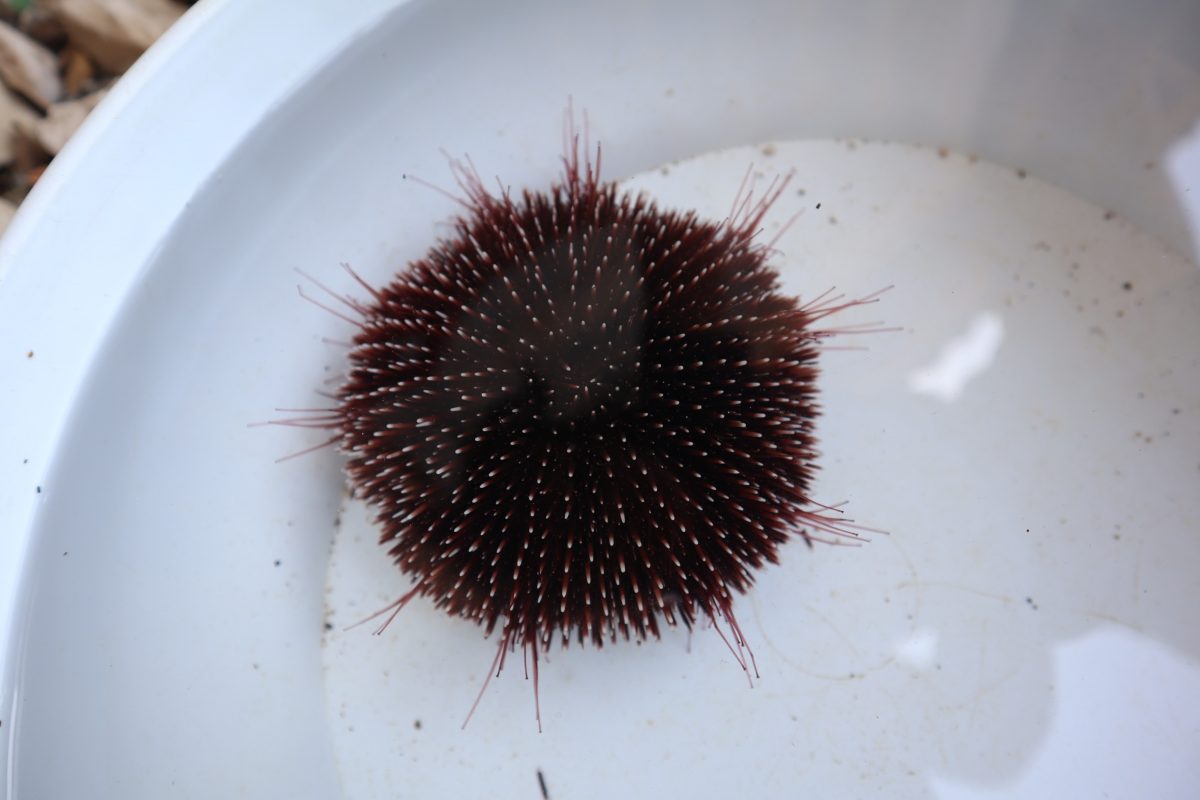 Seeigel – eine Hassliebe – MareMundi