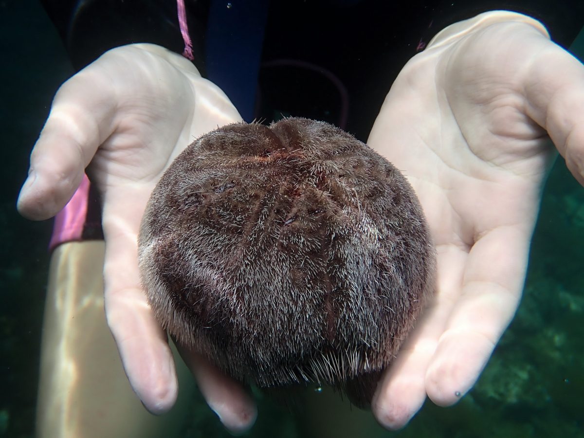 Seeigel – eine Hassliebe – MareMundi