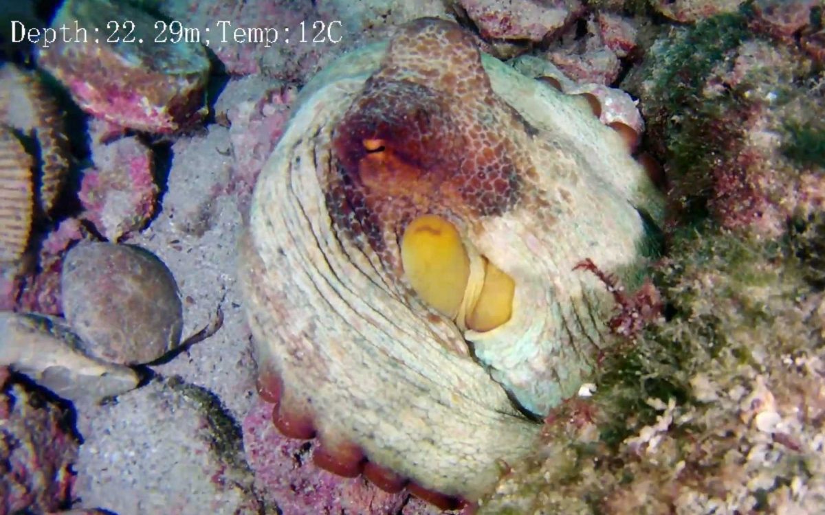 Oktopoden – Eine Insel im Reich der Tiere – MareMundi