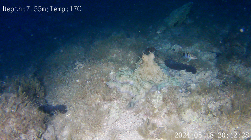 Das Verhalten von Oktopussen in ihrem natürlichen Habitat verstehen ...