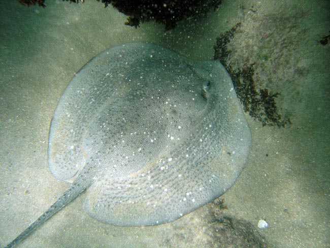 Einige Unterwasserfotos von den Seychellen - Das Forum für Freunde der ...